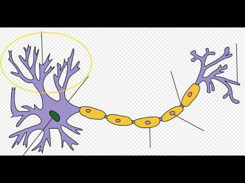 What are Dendrites - Term/Definition Memorization