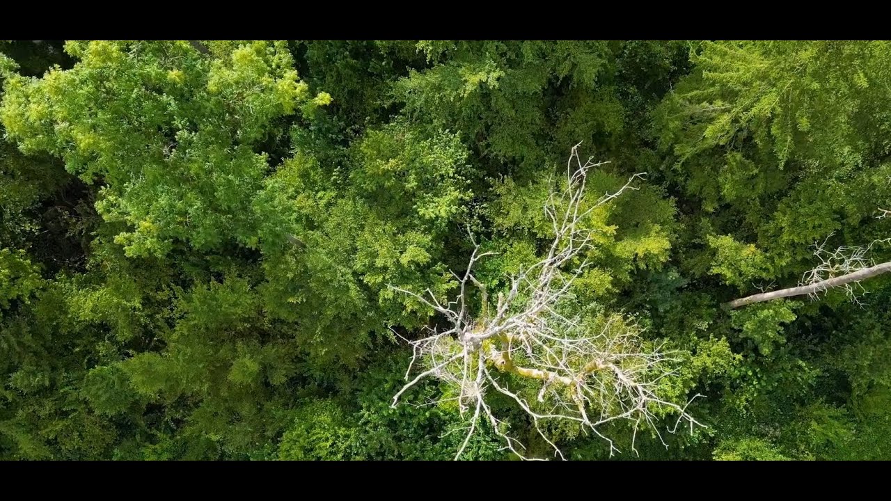 Our Changing Forests