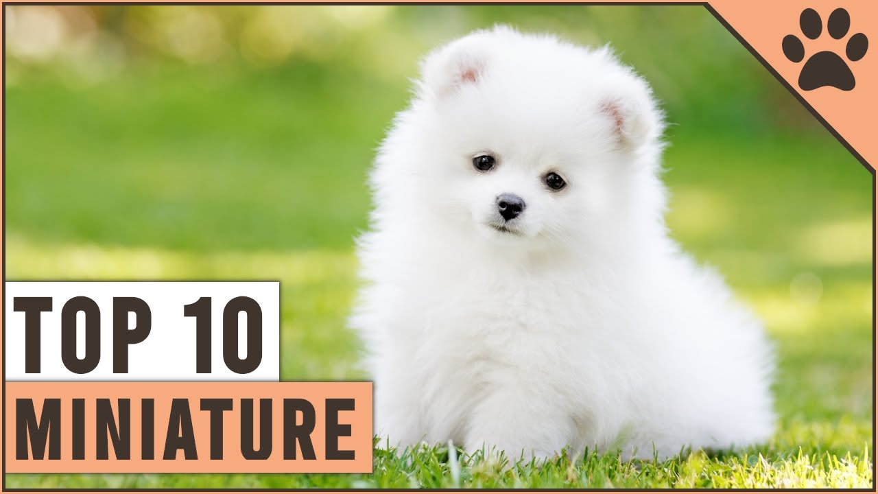 Top 10 Miniature Dog Breeds That Are Just Too Cute