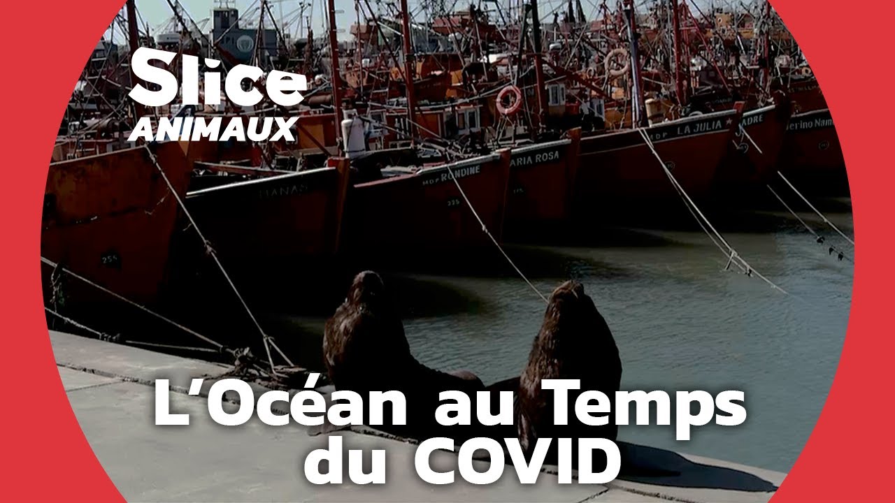 Documentaire | La pollution sonore: une menace pour la vie marine