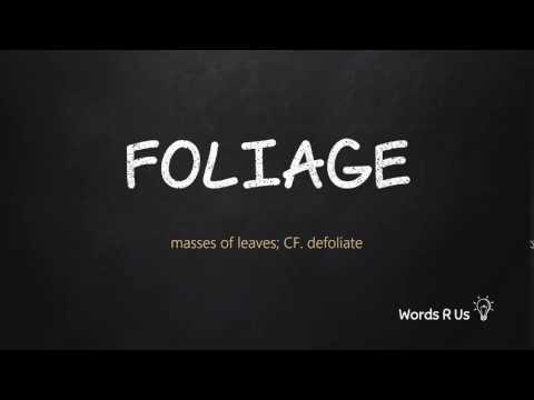 How to Pronounce FOLIAGE in American English