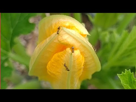 Ants in your garden.... Good or Bad?