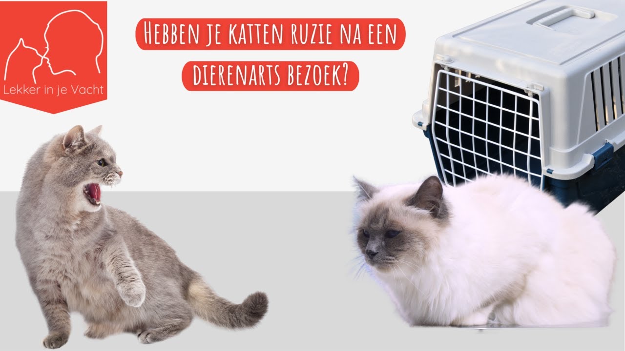 Vechten of Spelen mijn katten?