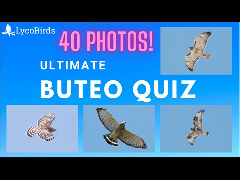 Ultimate Buteo Hawk ID Quiz - Eastern US