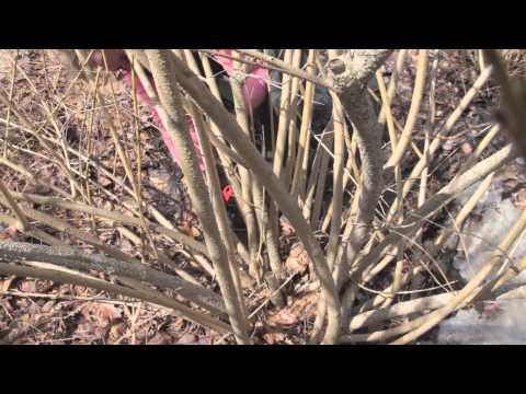How to Prune Forsythia