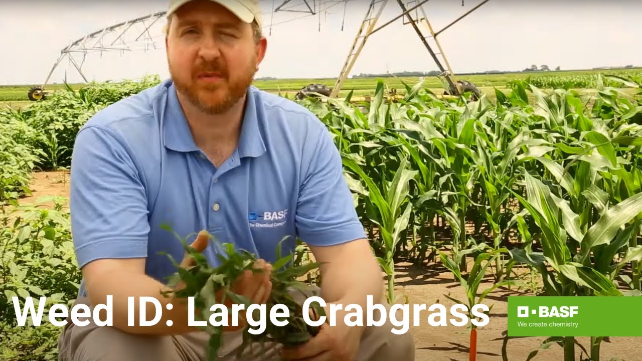 How to Identify Large Crabgrass in Your Field