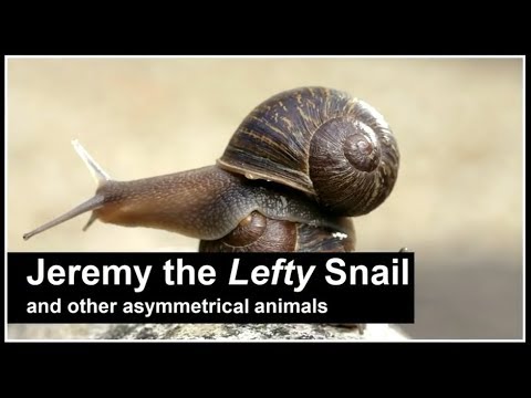 Left-coiling garden snail Jeremy, new research | Dear Kitty. Some blog