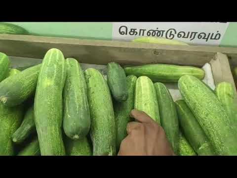 Cucumber - Wholesale Price & Mandi Rate for Cucumbre