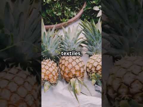 The Pineapple:A Symbol of Hospitality