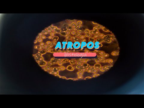 Aprende Histología, Rápido y Fácil (Finn Geneser)
