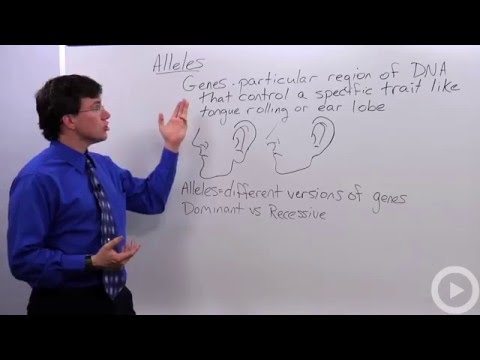 Alleles(HD)
