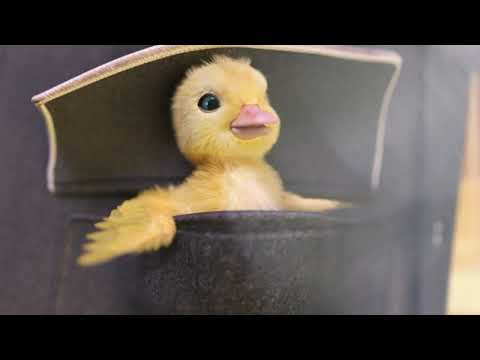 AV Browne Work | Hastings Hotels | The Doorman & The Duck