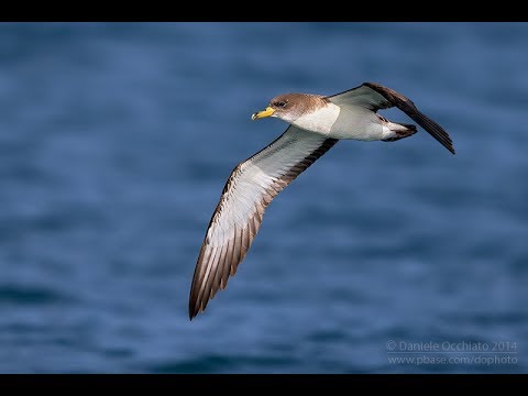 Group V – Neognathae – Zoology Vodcast Blog