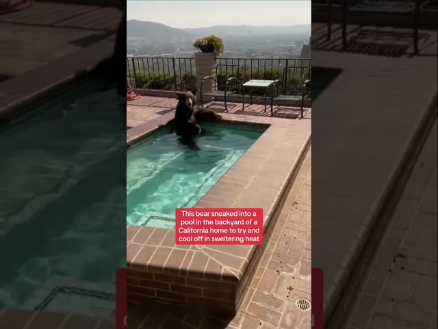 "He's just chilling. Leave him alone": Viral video of bear in ...