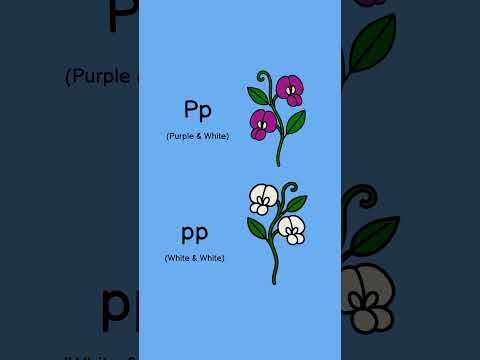 What Makes a Trait Show Up 🤔 | Dominant & Recessive Alleles #shorts
