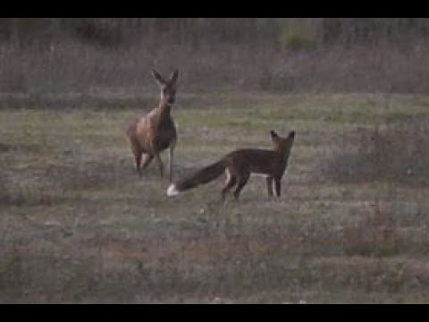 Roe deer drives away red fox, video | Dear Kitty. Some blog