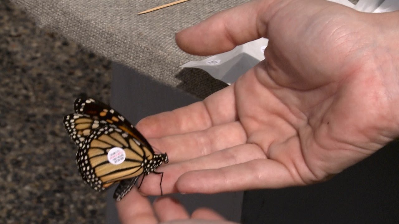 Monarch Butterfly Tagging - Family Plot