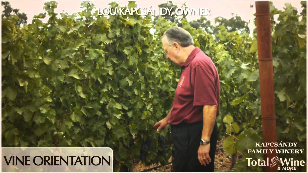 Kapscandy - Vine Orientation