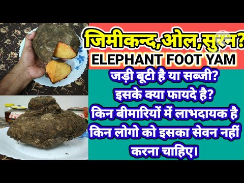 Amazing benefits of ELEPHANT FOOT YAM in hindi,jimikand ke fayde or nuksan,जमीकंद,ओल,सुरन,क्या है,