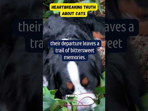 Cats leave pawprints on our hearts, however.. their departure leaves a trail of bittersweet memories
