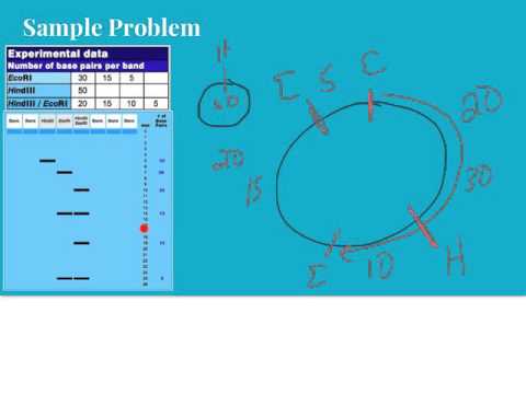 plasmid mapping tutorial