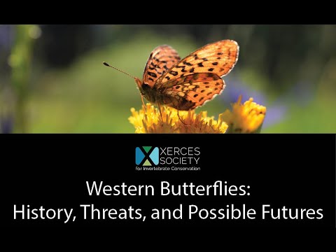 Western Butterflies: History, Threats, and Possible Futures