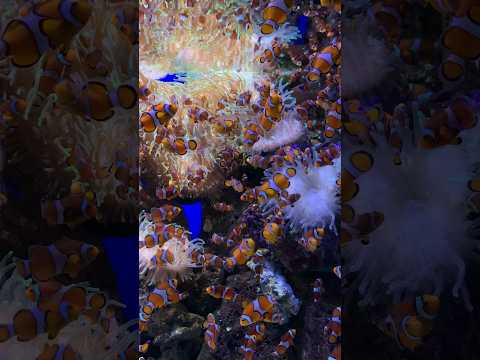 π₯"Create A Vision Board"π₯|π Videos For You π| #shorts