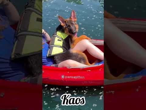 Kaos vom Mittelwest at the Beach - Mittelwest German Shepherds