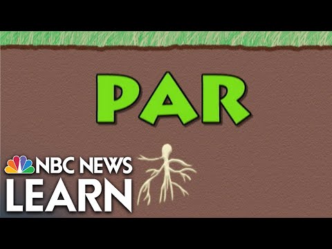 Word Roots: Par