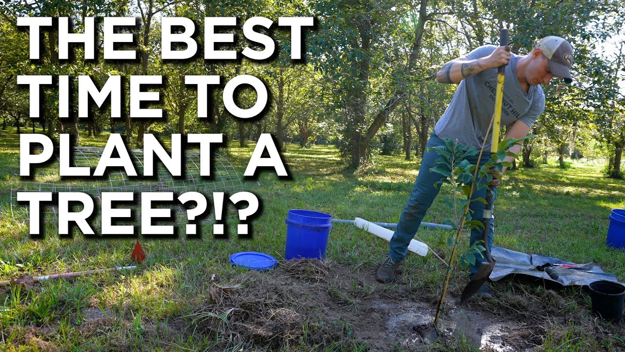The Ultimate Tree Planting Guide | Timing is Everything