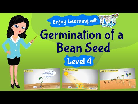 Seed Germination For Kids | Science | Grade 3 & 4 | TutWay