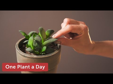 Gasteria glomerata (Ox Tongue) Houseplant Care — 6 of 365
