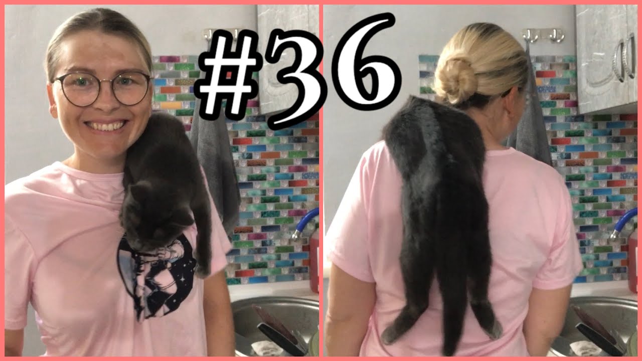 Funny Animals: 36 Funny Animal Videos You've GOT To See