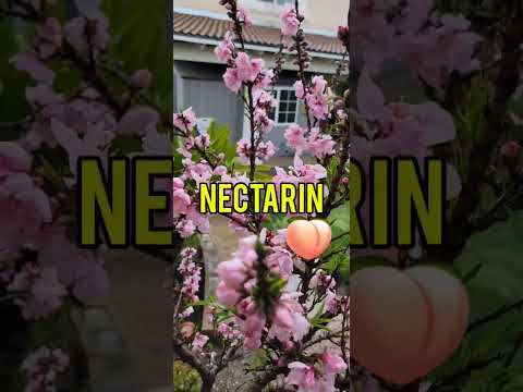 #NECTARIN #arbol #beautiful #new #flowers #love #shorts
