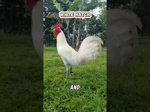 White Hatch Characteristics and Fighting Styles #breeder #gamefowlbreeder #rooster #gamefowls