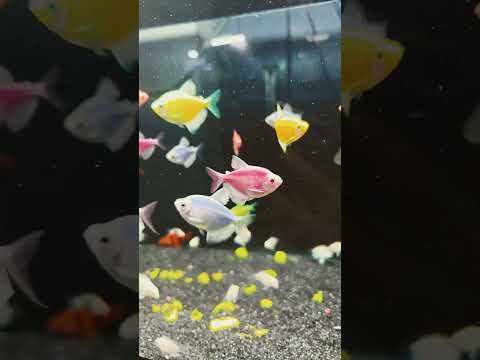 COLORFUL FISHES AQUARIUM #fish #colorful #aquarium @MrBeast