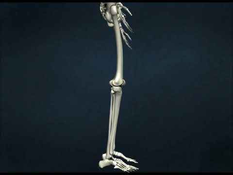 flexion, abduction, adduction,extension