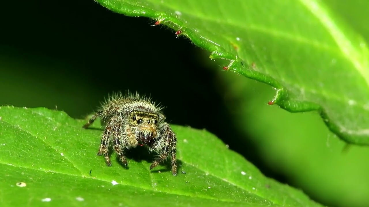 Juvenile Johnson Jumping Spider