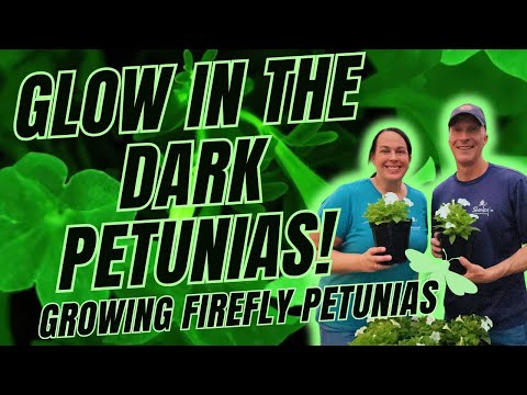 Firefly Glow in the Dark Petunias