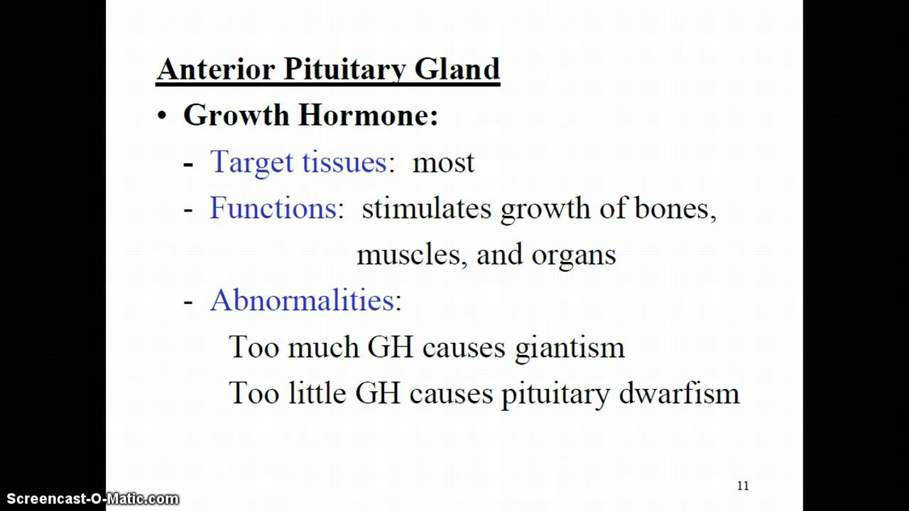 YouTube power point endocrine HO150