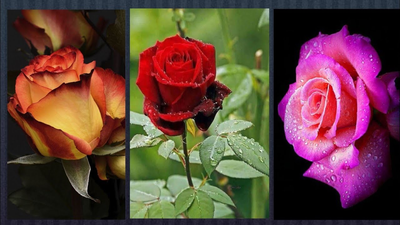 Beautiful rose wallpaper ॥ rose image / rose picture 🌹🌹🌹