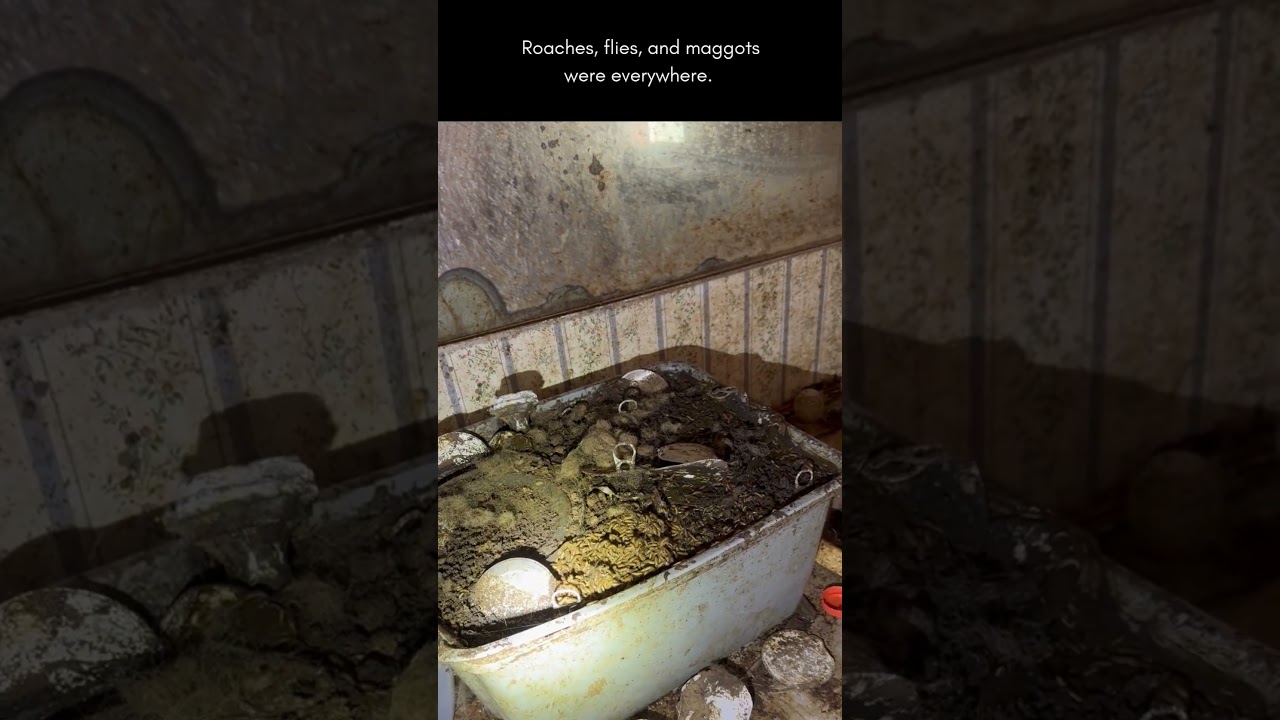 Animal hoarding discovered in Alabama home