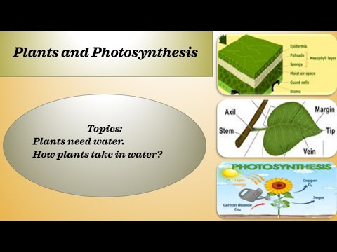 Plants and Photosynthesis: Plants Need Water | How plants take in water? |
