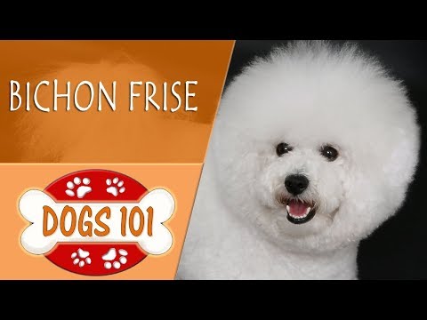 Dogs 101 - BICHON FRISE - Top Dog Facts About the BICHON FRISE