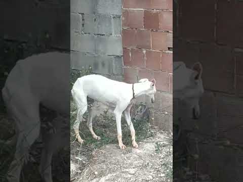 Vluable dogs (greyhound) unknown in Morocco