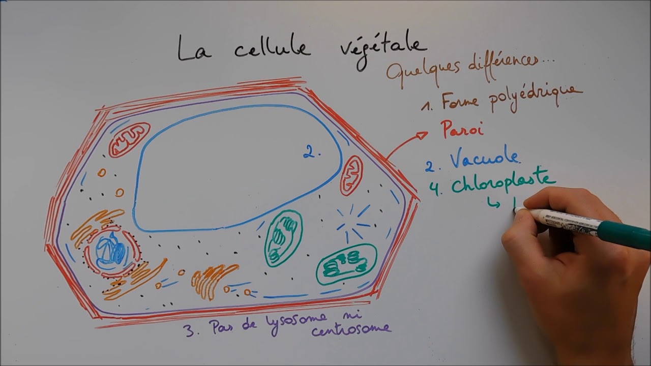 Cell Structure 3 - The Plant Cell