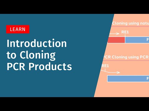Introduction to Cloning PCR Products