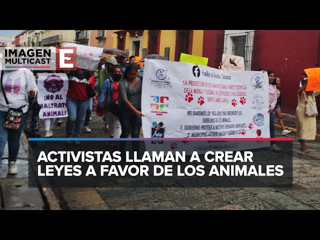 VIDEO: ¡Su primera chamba! Cachorro debuta como perro pastor