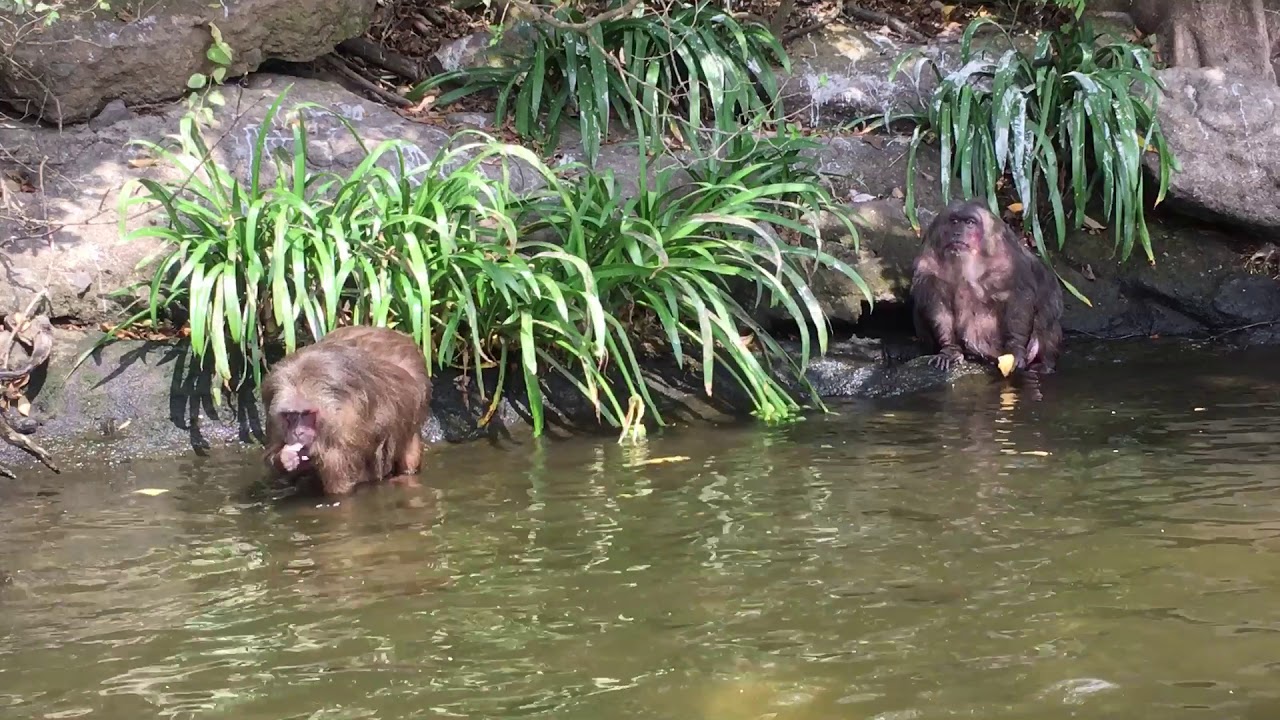 Isla de los Changos en Catemaco