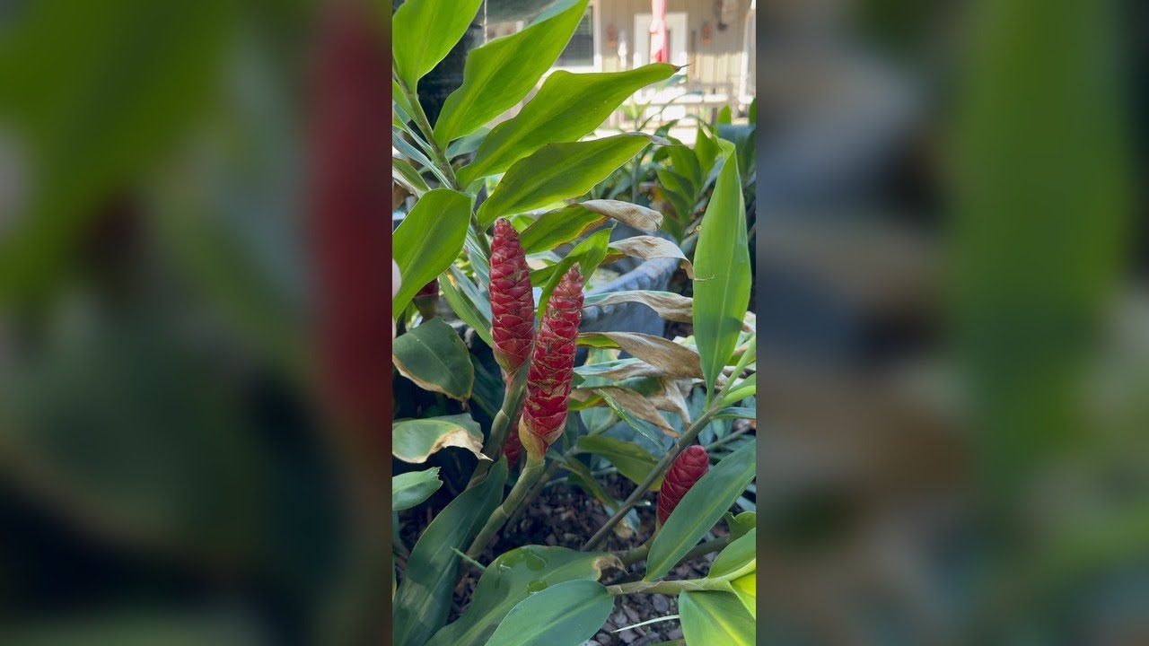 ELLA'S HOMES Pack 10 Shampoo Ginger Roots for Growing Perennial Garden, Awapuhi Zingiber Zerumbet Gi